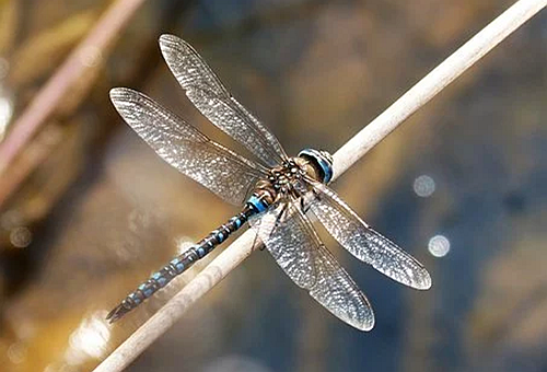 dragonfly怎么读?dragonfly是什么意思?
