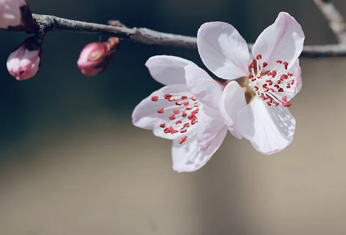 blossom怎么读?blossom是什么意思?